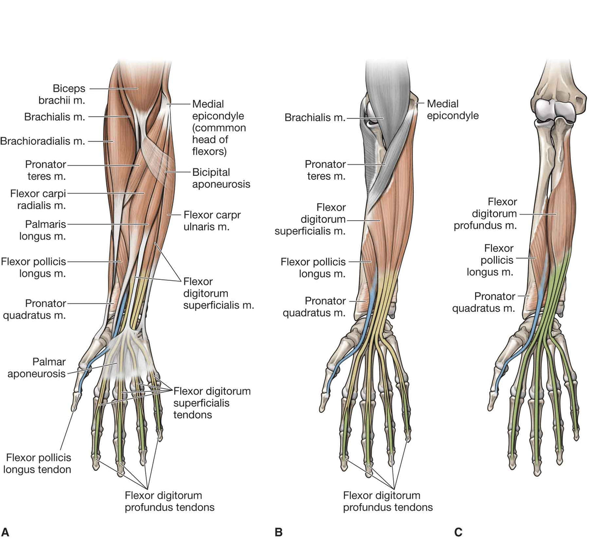 The Anatomy of Grip Strength – Grip Genie
